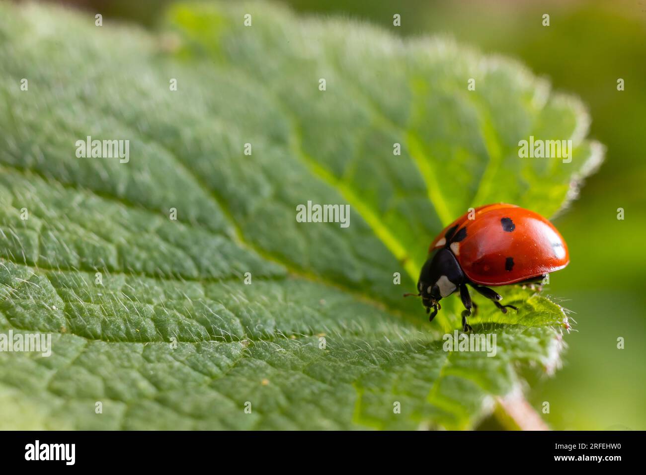 Closeup on the colorful seven-spot ladybird, Coccinella septempunctata ...