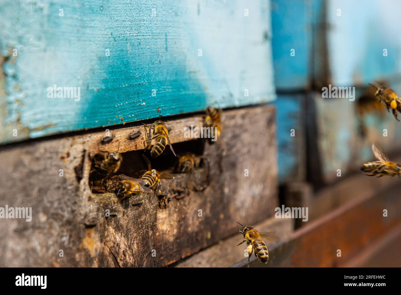 Group of bees near a beehive, in flight. Wooden beehive and bees. Bees fly out and fly into the ...