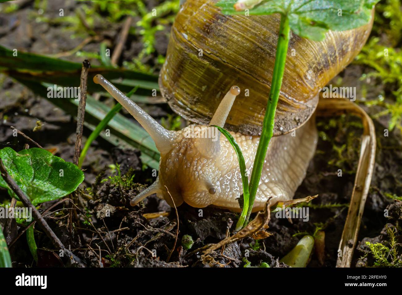 Helix pomatia also Roman snail, Burgundy snail, edible snail or ...