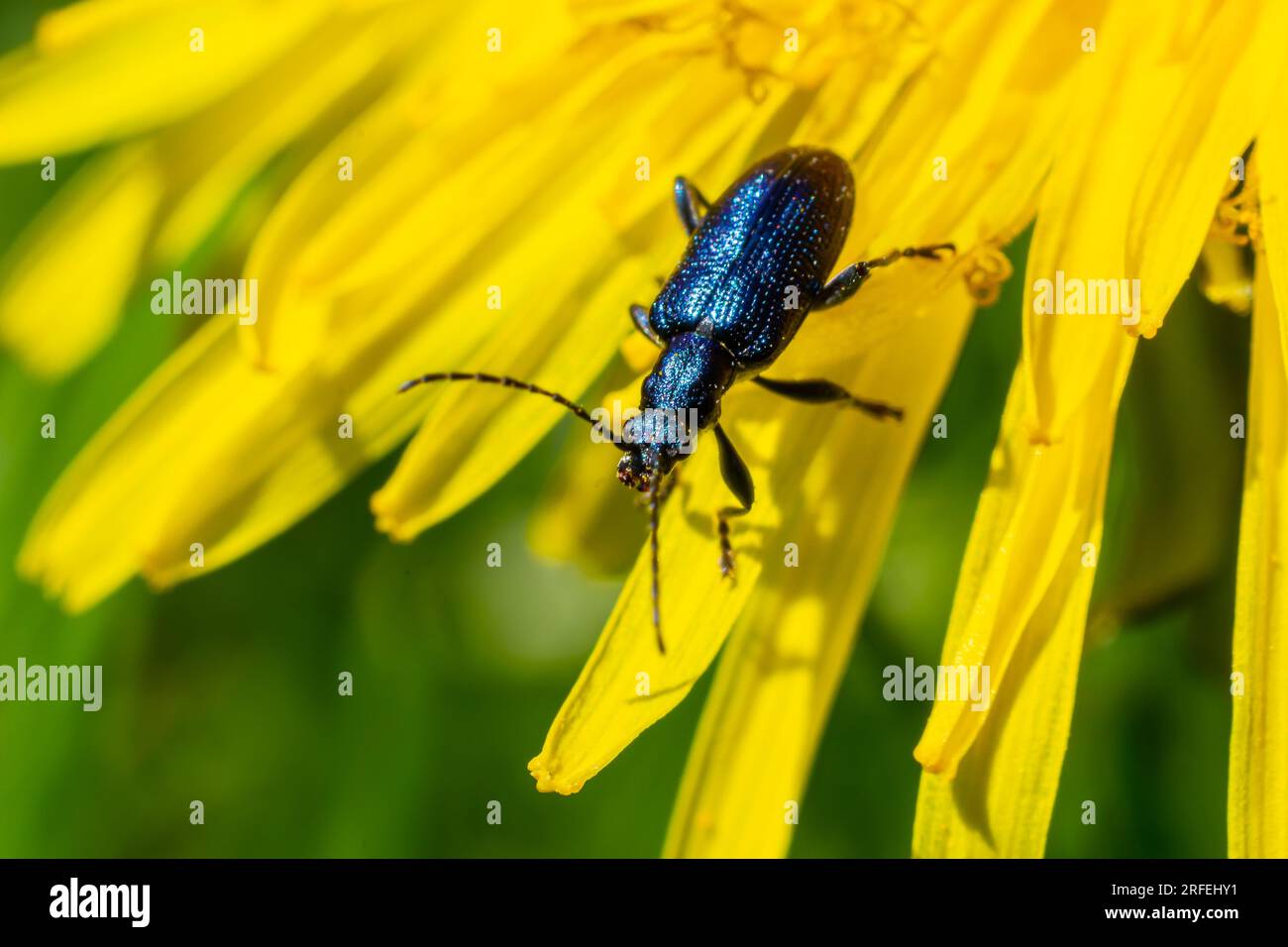 The longhorn beetle Callidium violaceum on a yellow flower Stock Photo ...