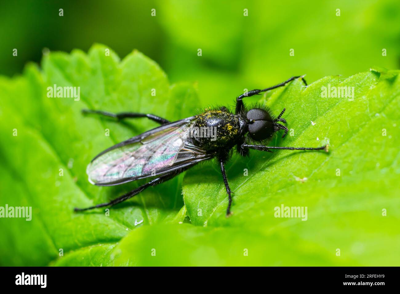 Bibio marci is a fly from the family Bibionidae called March flies and ...