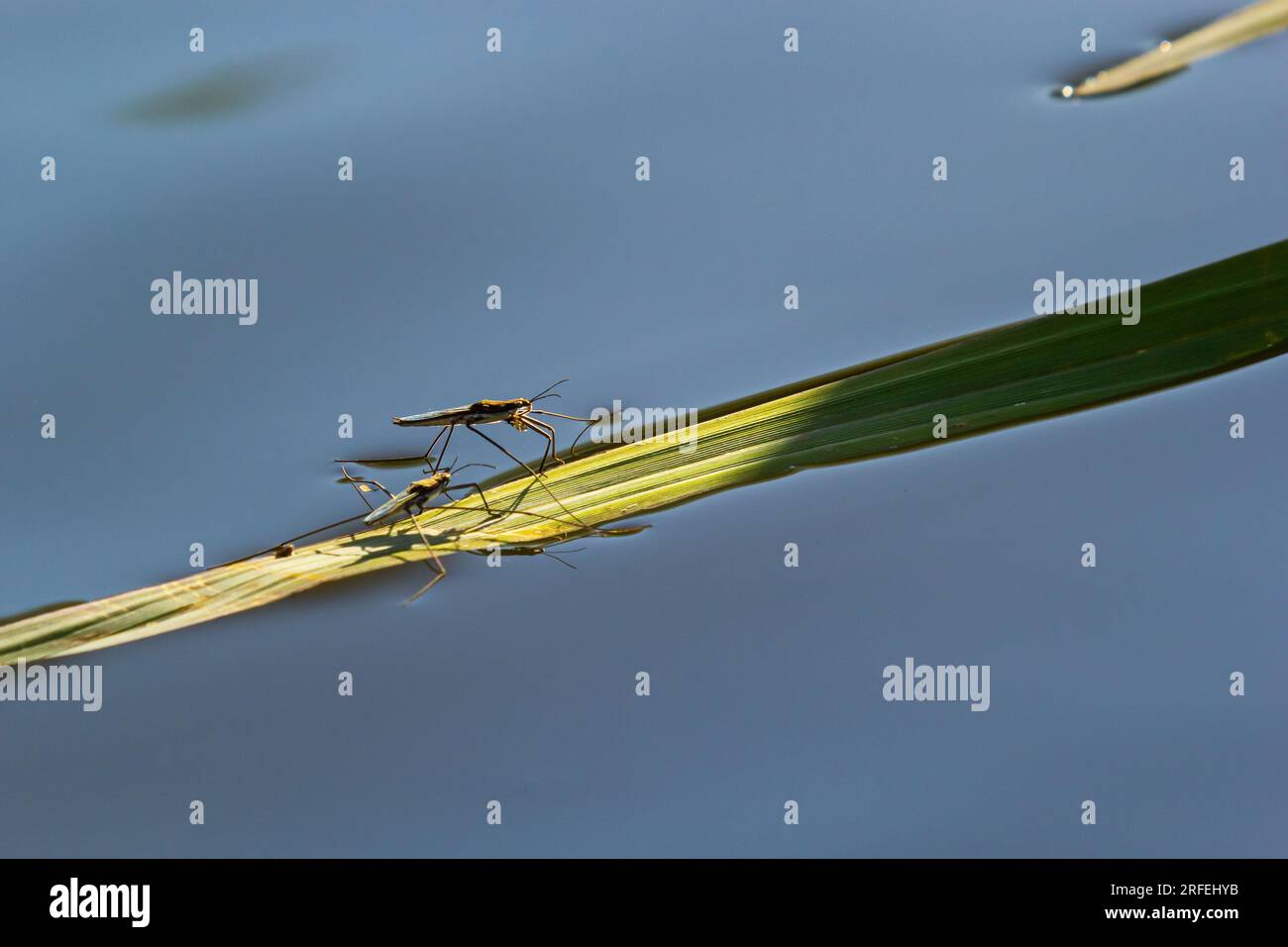 Insect Gerris lacustris, known as common pond skater or common water ...