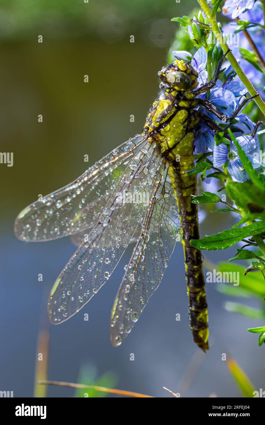 Dragonfly, Gompha vulgaris Gomphus vulgatissimus on the plant by lake ...