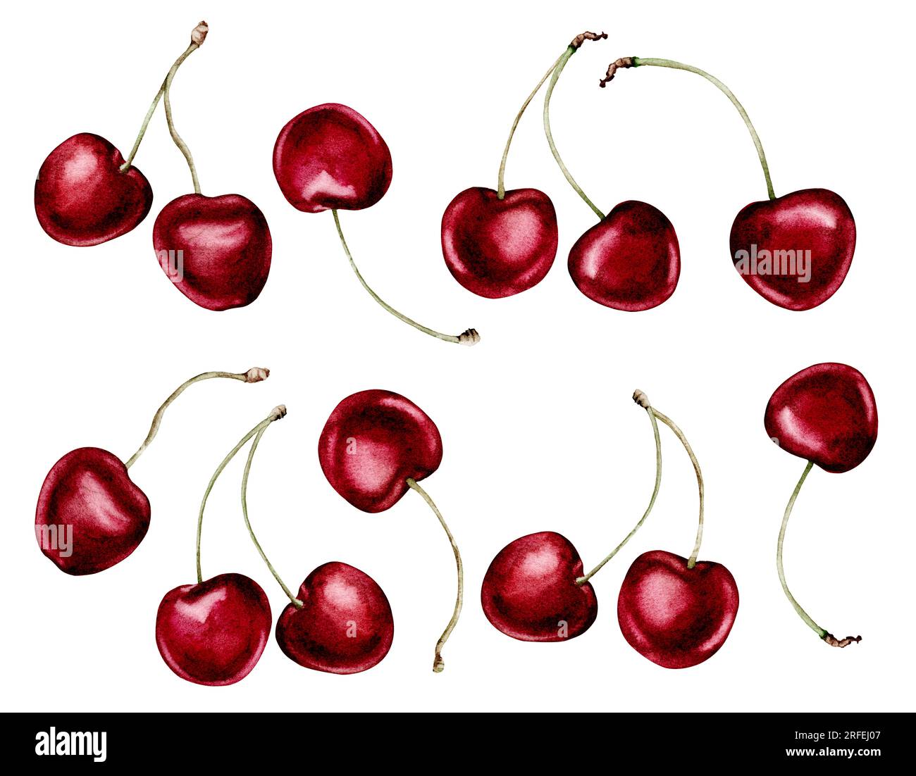 cherry fruits collection realistic botanical watercolor illustration ...