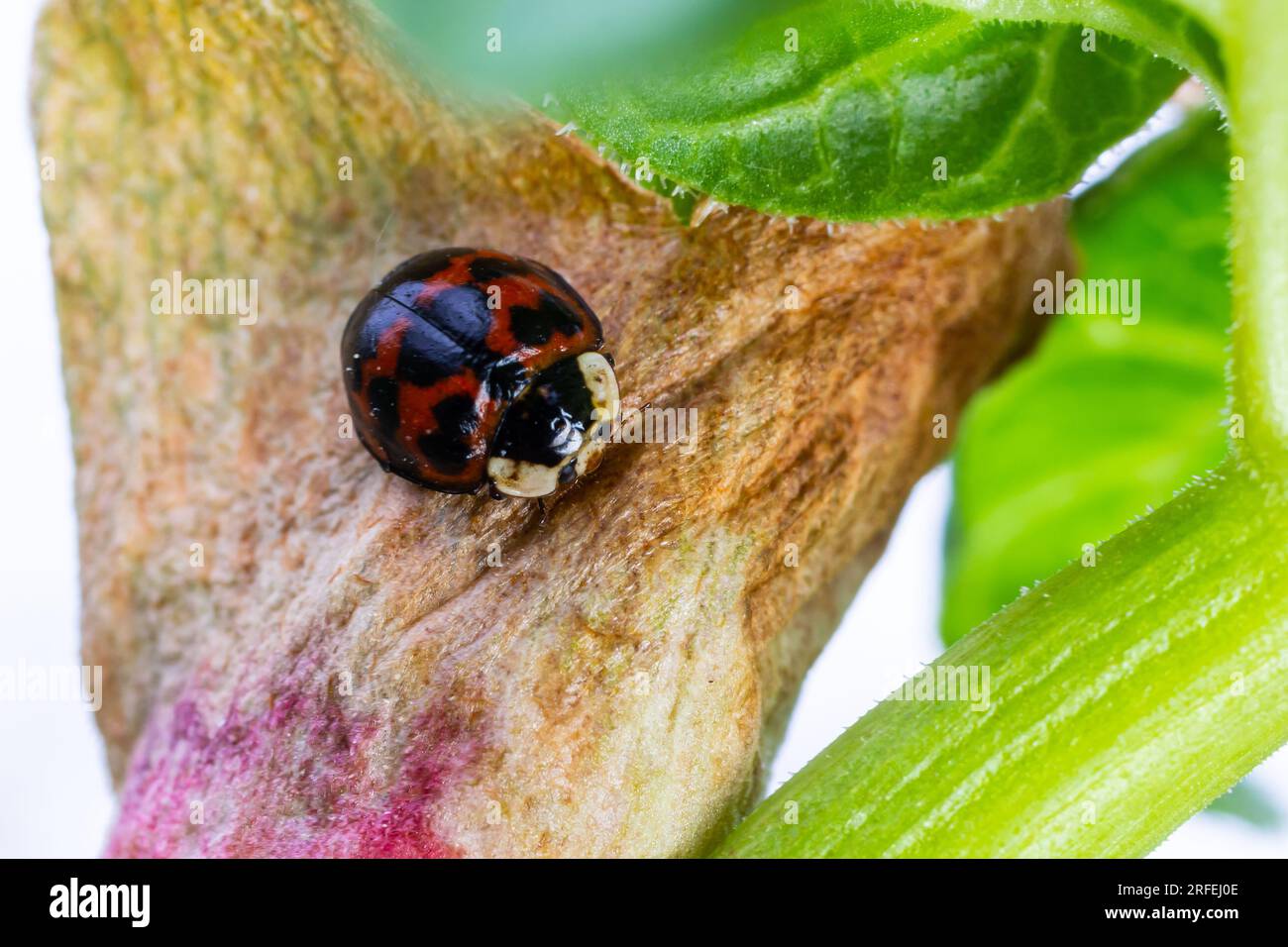 Asian ladybird beetle Namitento, Harmonia axyridis with orange spots on ...
