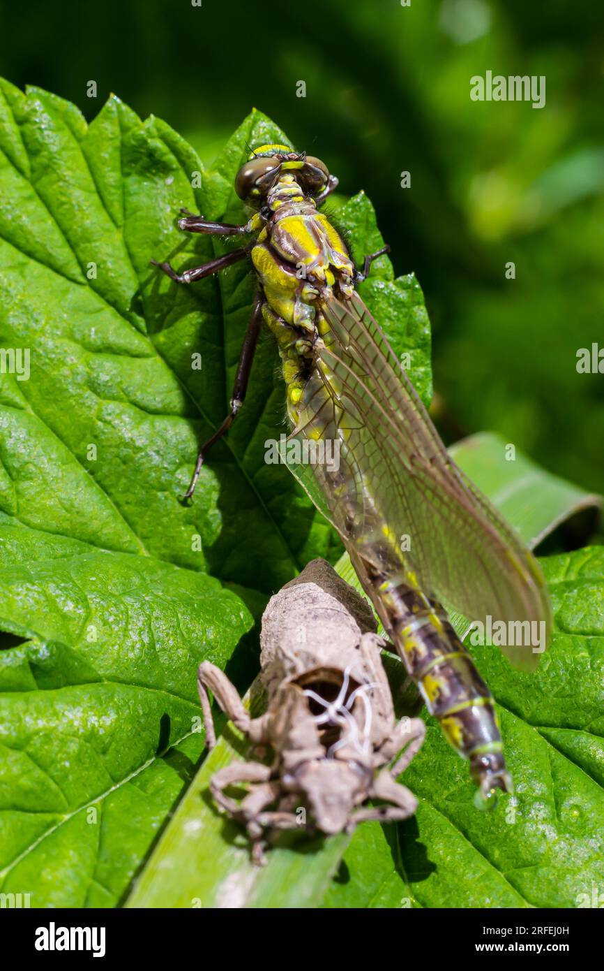 Larval dragonfly grey shell. Nymphal exuvia of Gomphus vulgatissimus ...