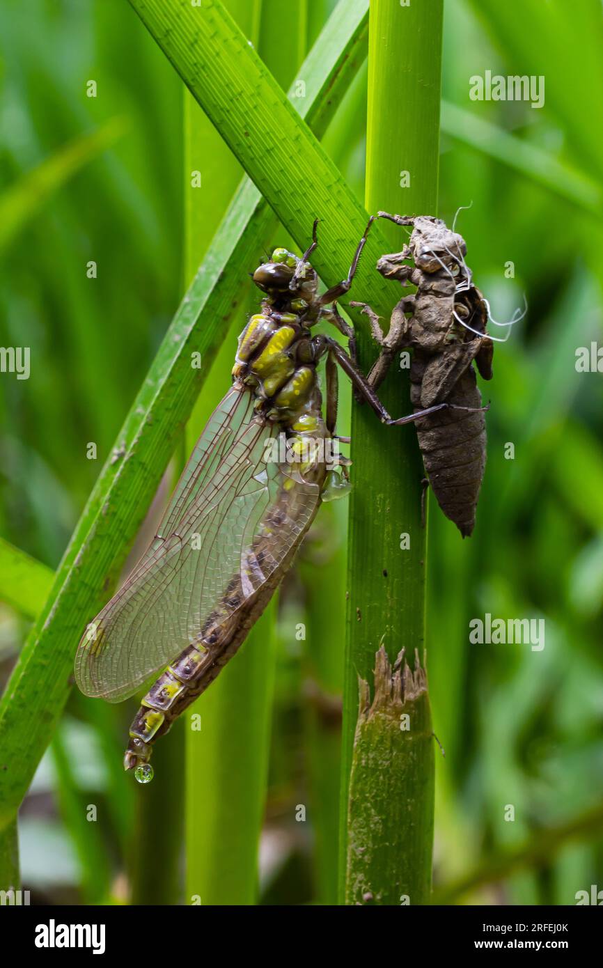 Larval dragonfly grey shell. Nymphal exuvia of Gomphus vulgatissimus ...