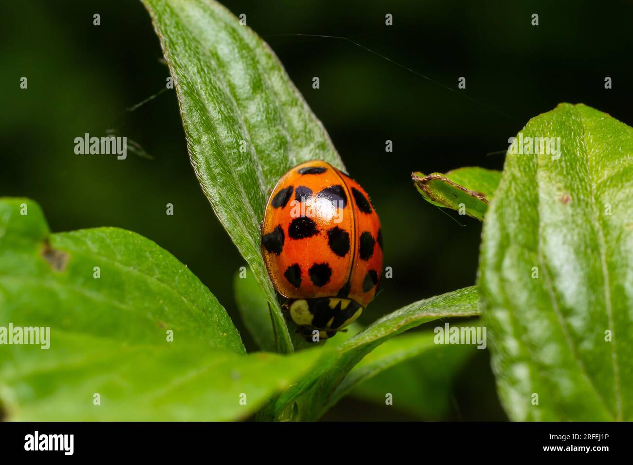 Closeup on the colorful seven-spot ladybird, Coccinella septempunctata ...