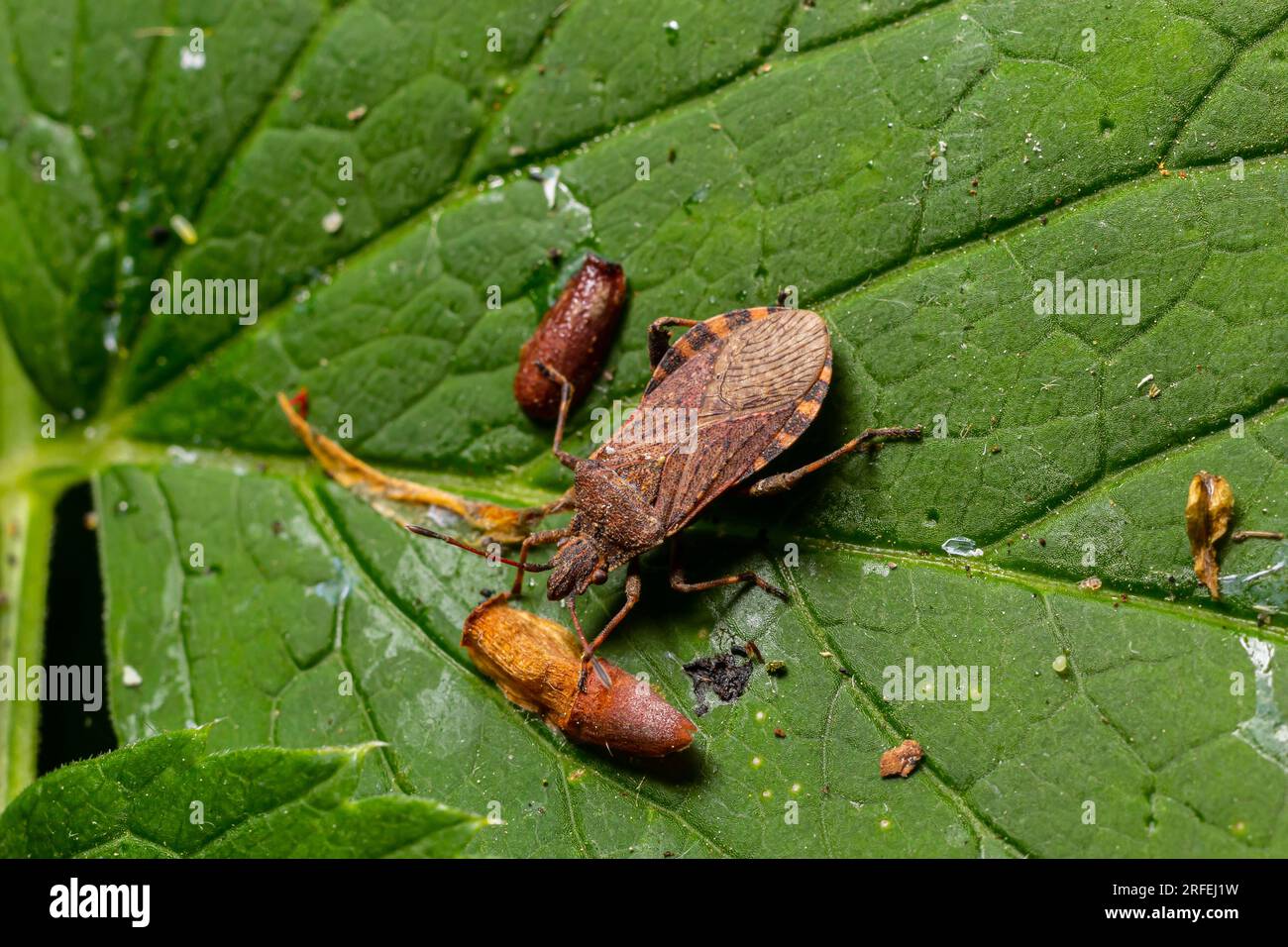 Red legged shield bug hi-res stock photography and images - Alamy