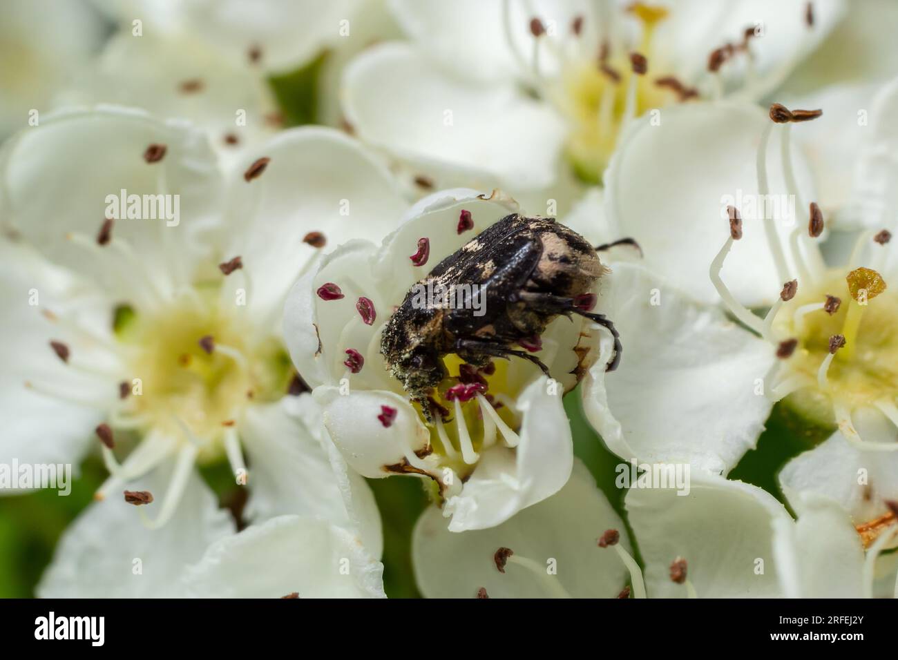 Black rose chafer hi-res stock photography and images - Alamy