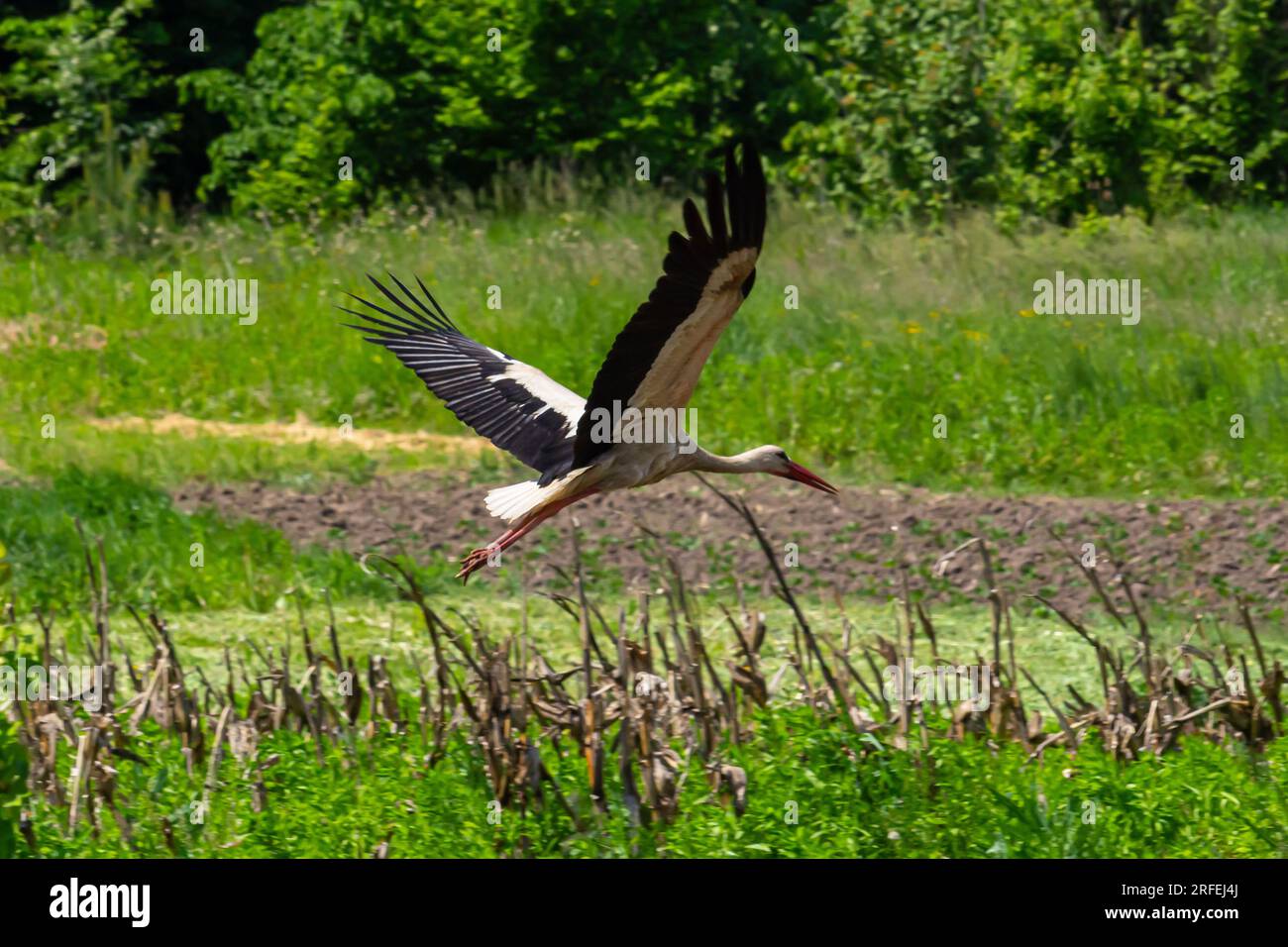 White stork, Ciconia ciconia bird is hunting on grassy swamp Stock ...