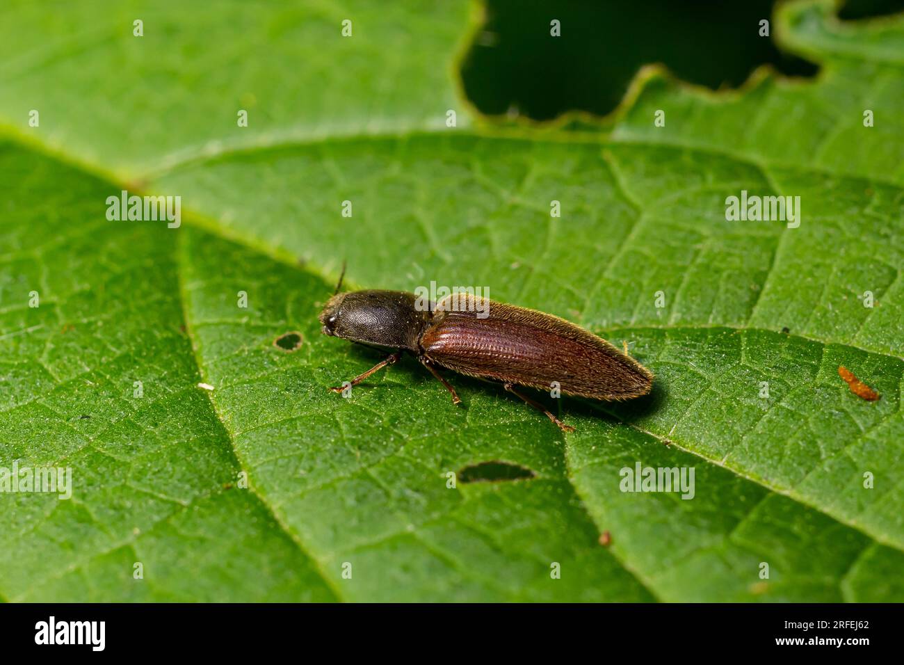Closeup on a brown hairy clicking beetle, Athous haemorrhoidalis ...