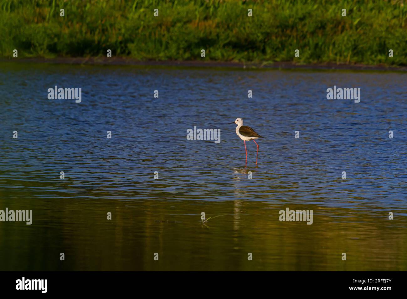 Cute Long legged bird. Colorful Nature background Black winged Stilt ...
