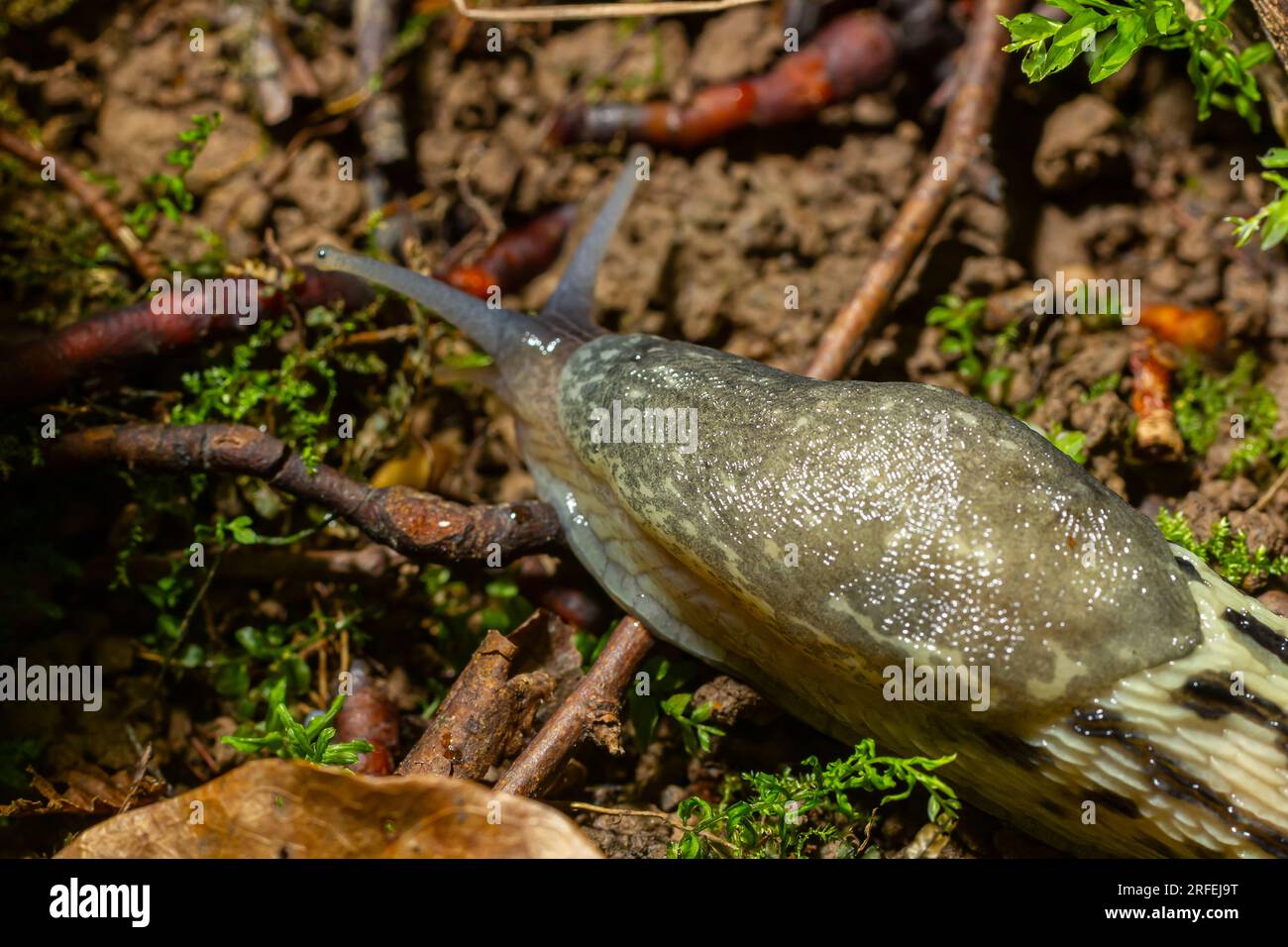 Limax maximus - leopard slug crawling on the ground among the leaves ...