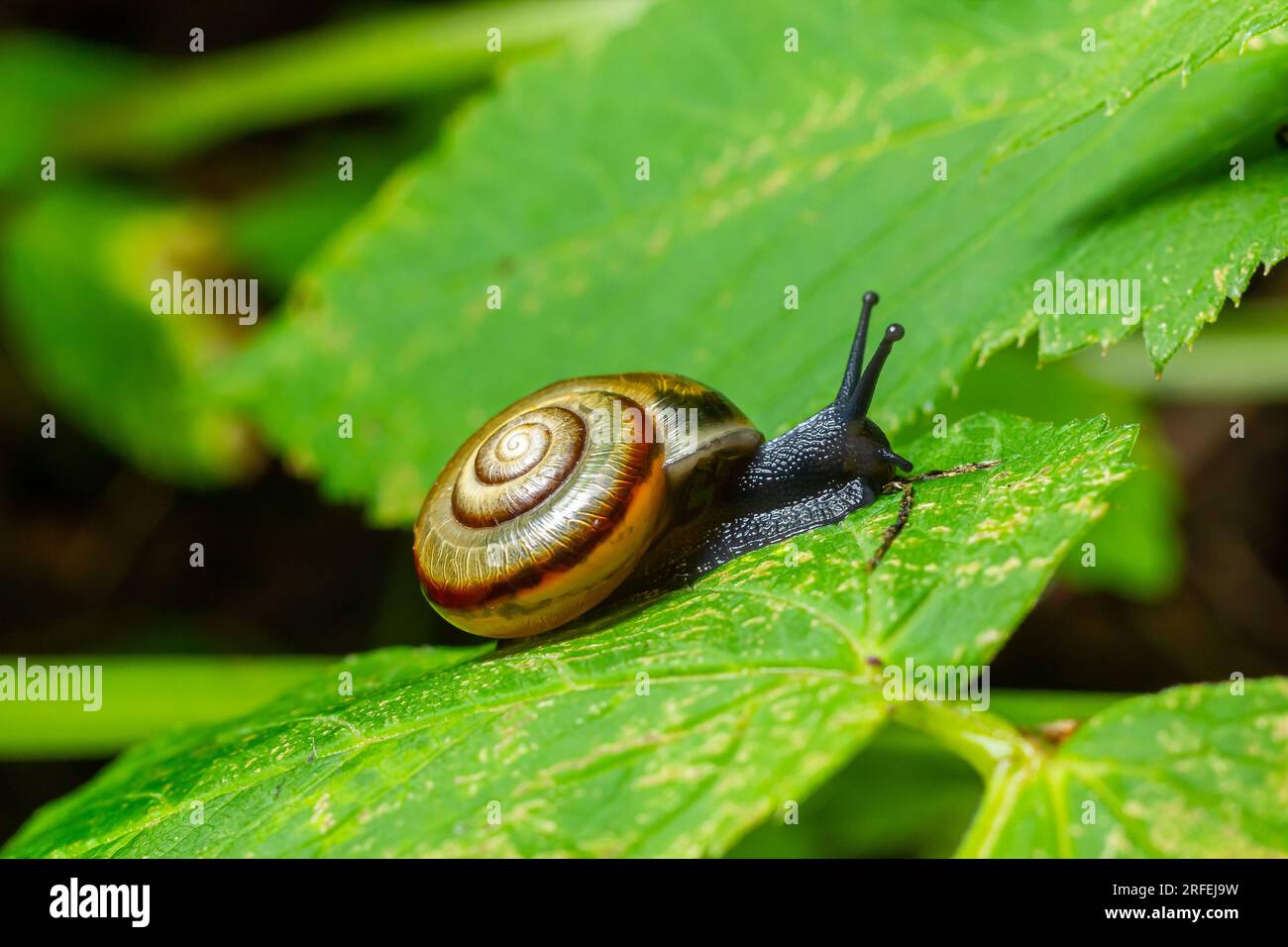 Predator snail hi-res stock photography and images - Alamy