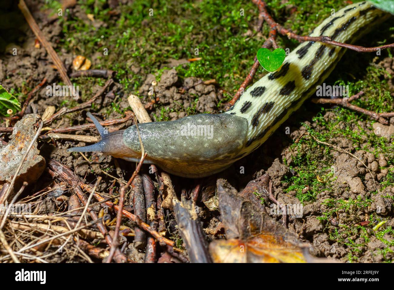 Limax maximus - leopard slug crawling on the ground among the leaves ...