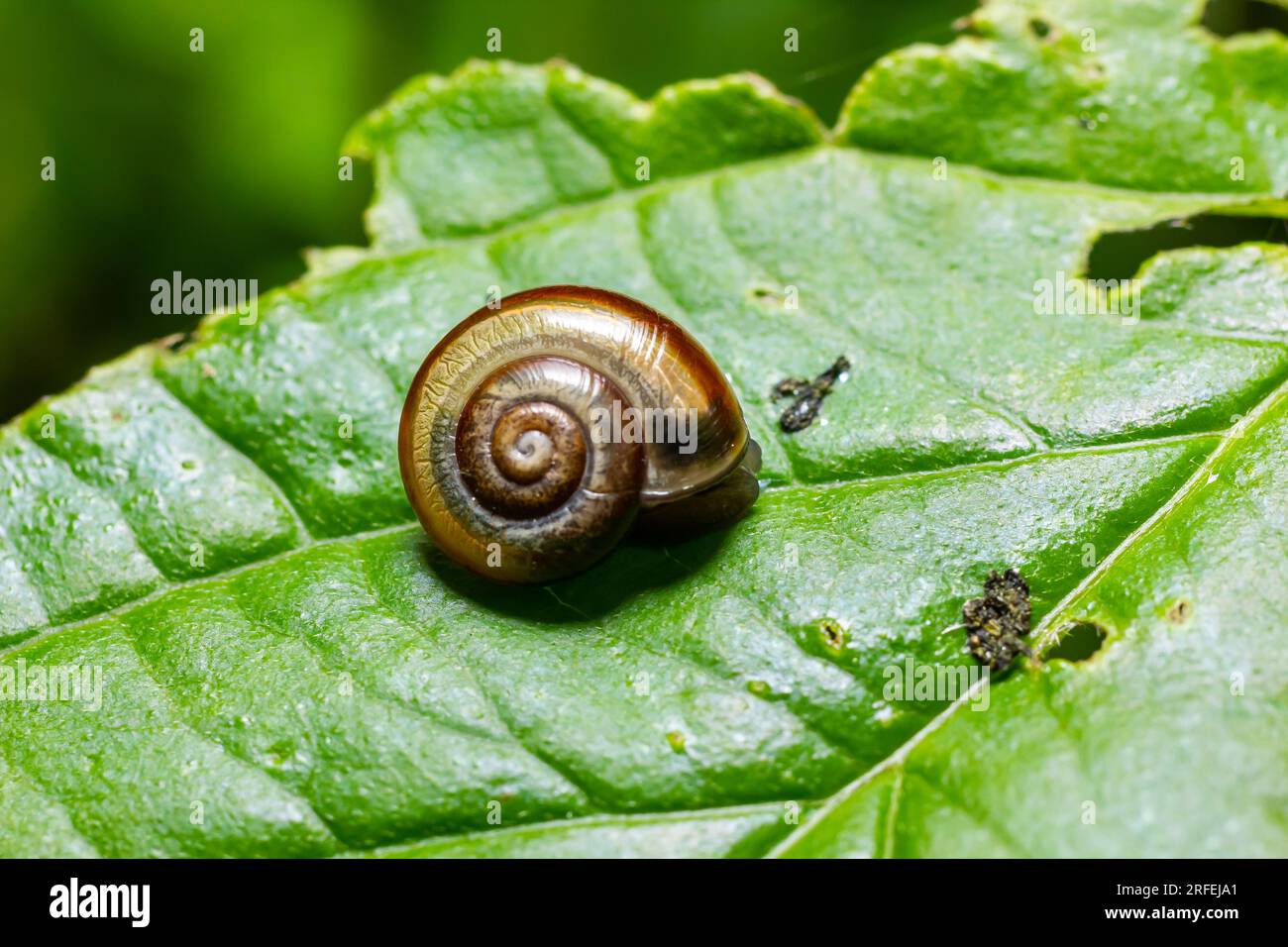 Oxychilus alliarius , commonly known as the garlic snail or garlic ...