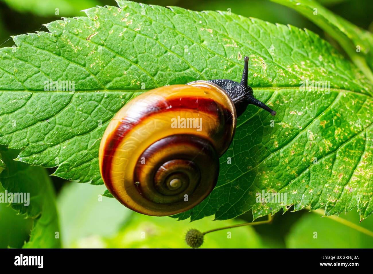 Predator snail hi-res stock photography and images - Alamy