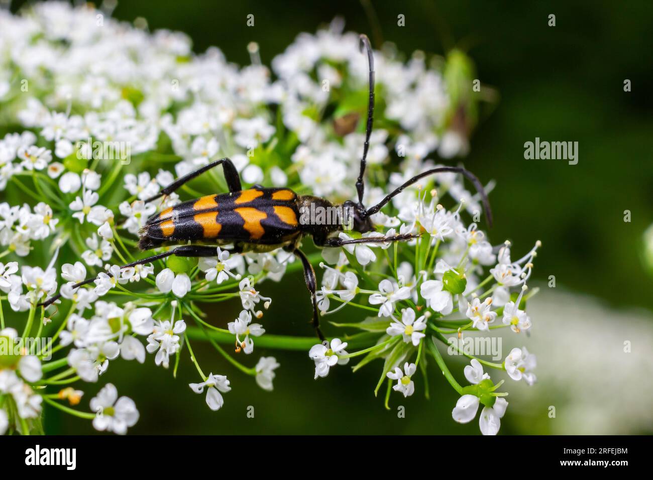 Closeup on a Spotted longhorn beetle, Leptura maculata on the white ...