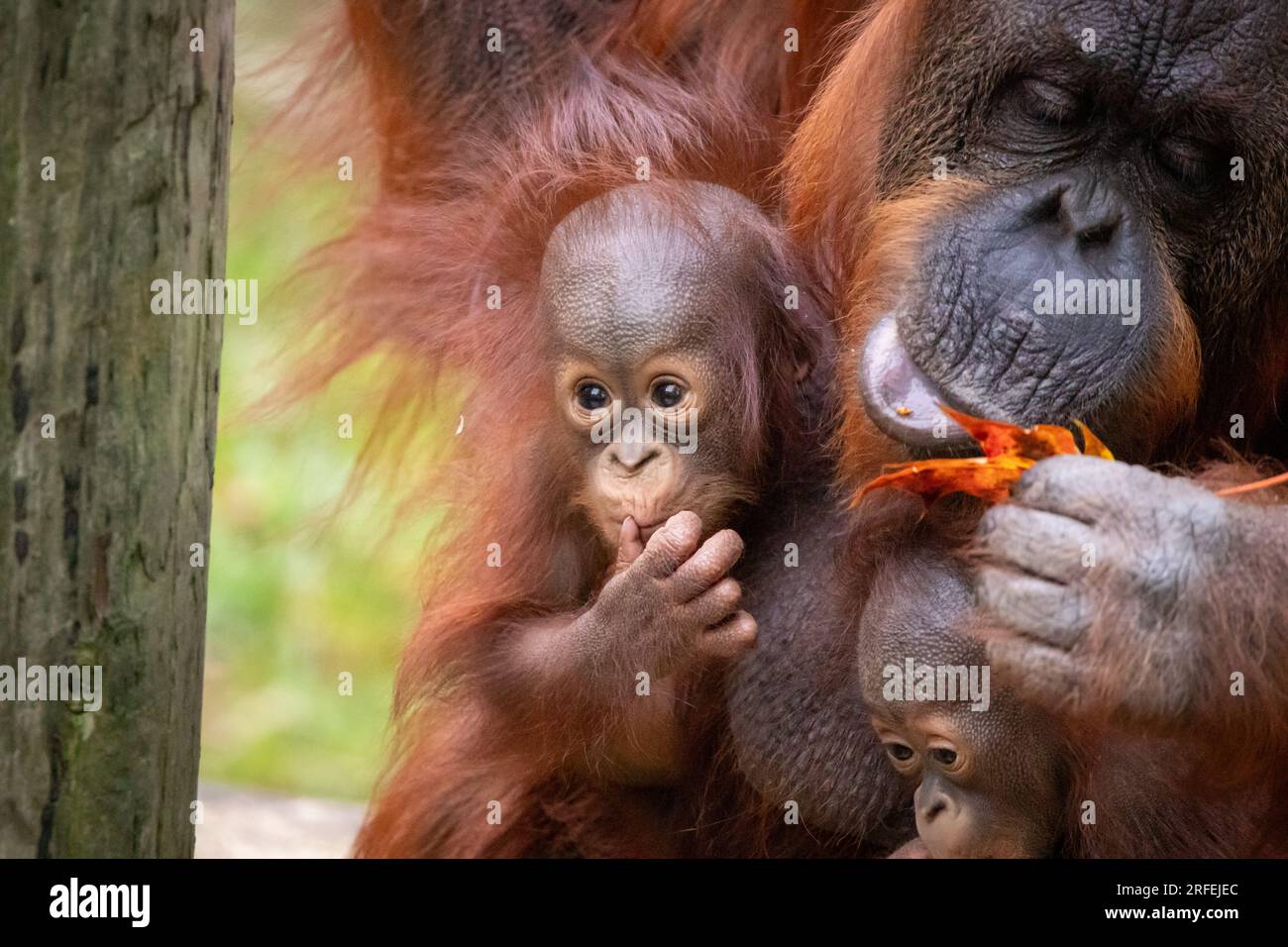 Jazz cares for both babies DUDLEY ZOO, ENGLAND ADORABLE IMAGES show a ...