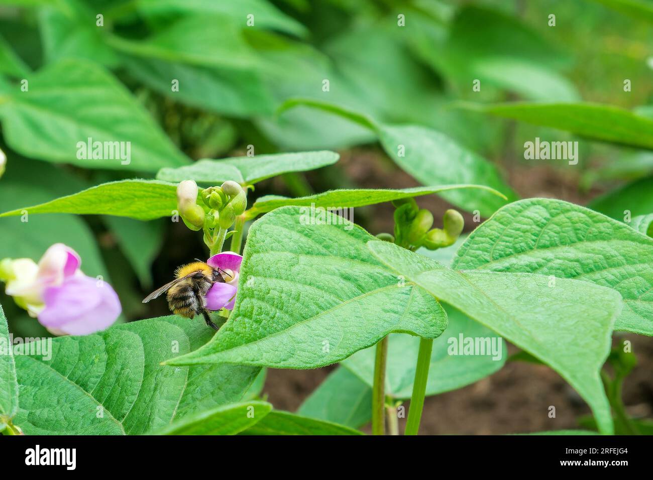 Bush bean hi-res stock photography and images - Alamy