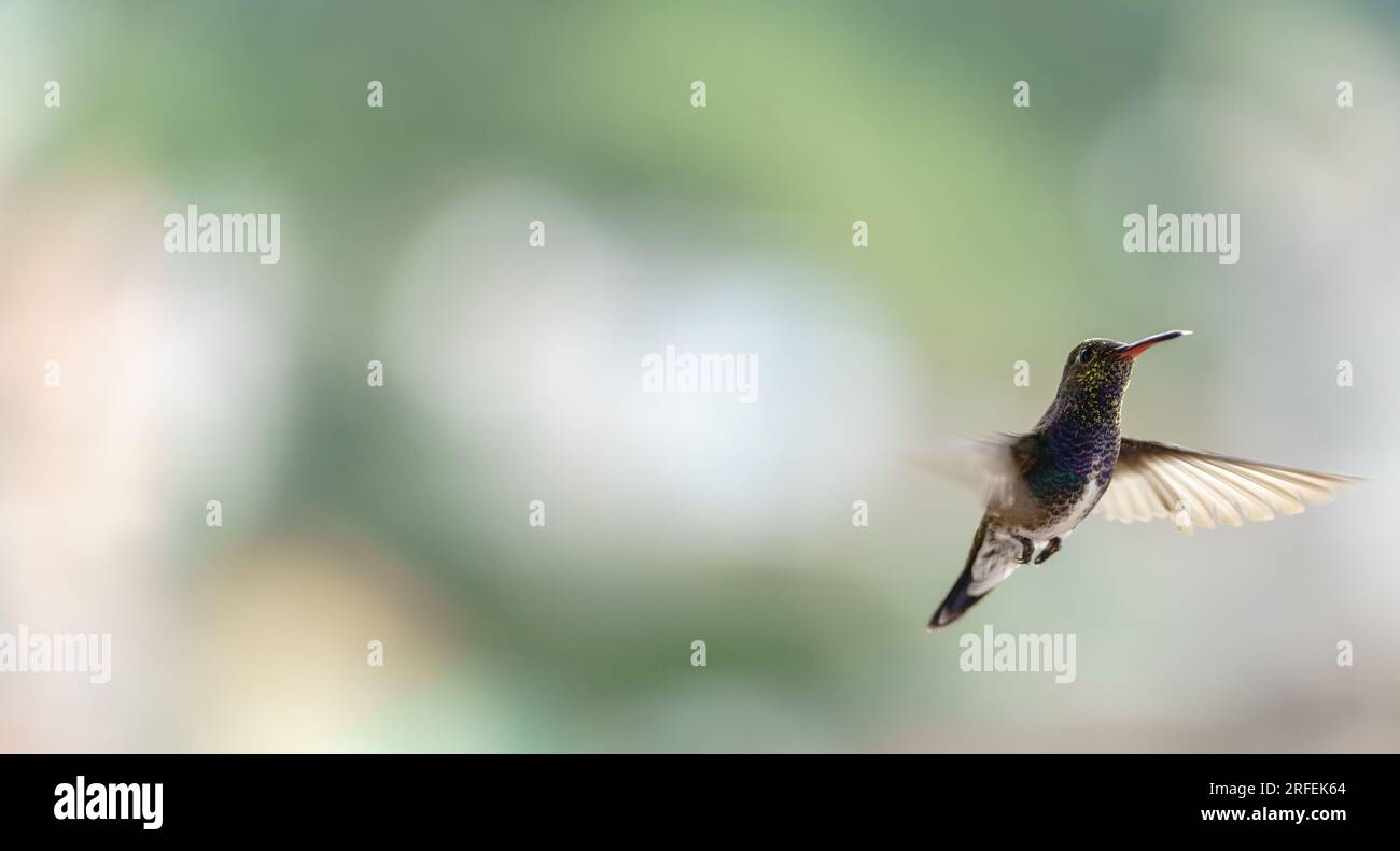 Vibrant Hummingbird in Flight with Space for Text on Left Side Stock ...