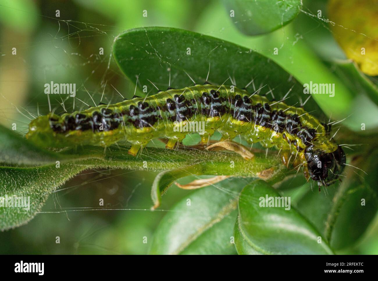 Box tree moth hi-res stock photography and images - Alamy