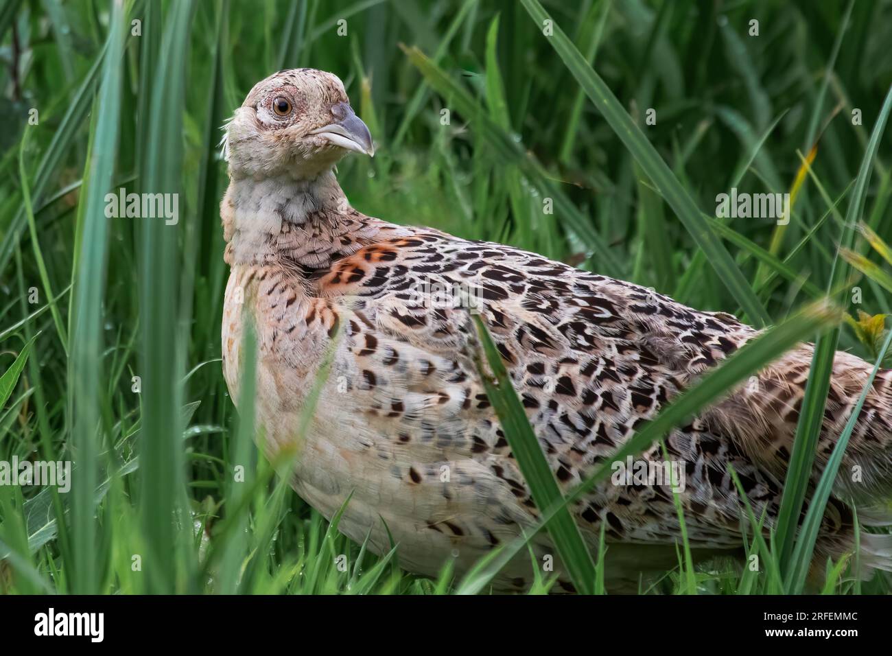 A close portrait of a female pheasant, Phasianus colchicus, as she ...