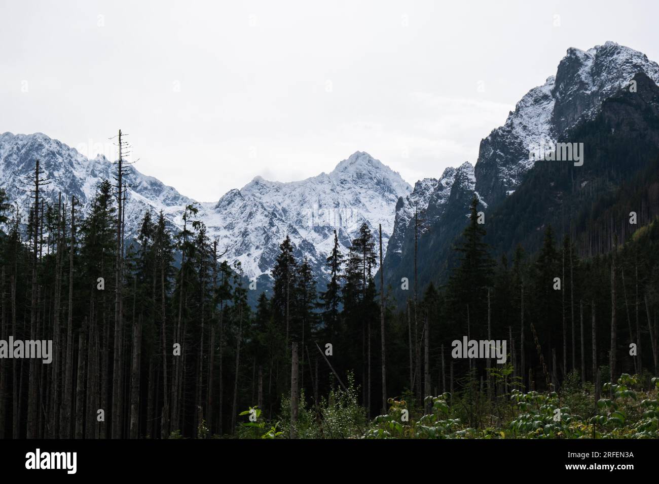Snowy mountains, green forests In National park Zakopane Poland ...