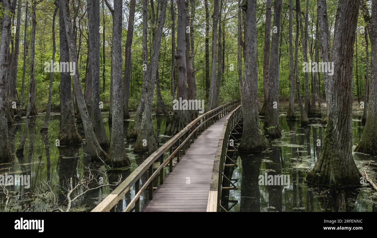 Pearl River Cypress Swamp, on the Natchez Trace Parkway, Canton ...