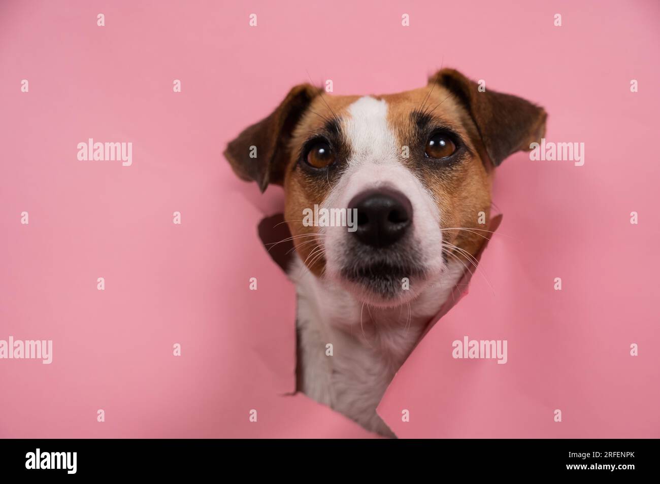 Funny dog jack russell terrier tore pink paper background Stock Photo ...