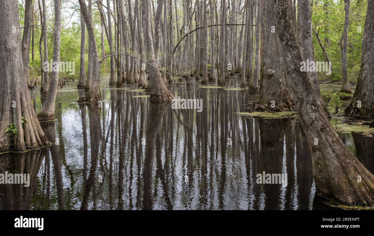 Pearl River Cypress Swamp, on the Natchez Trace Parkway, Canton ...