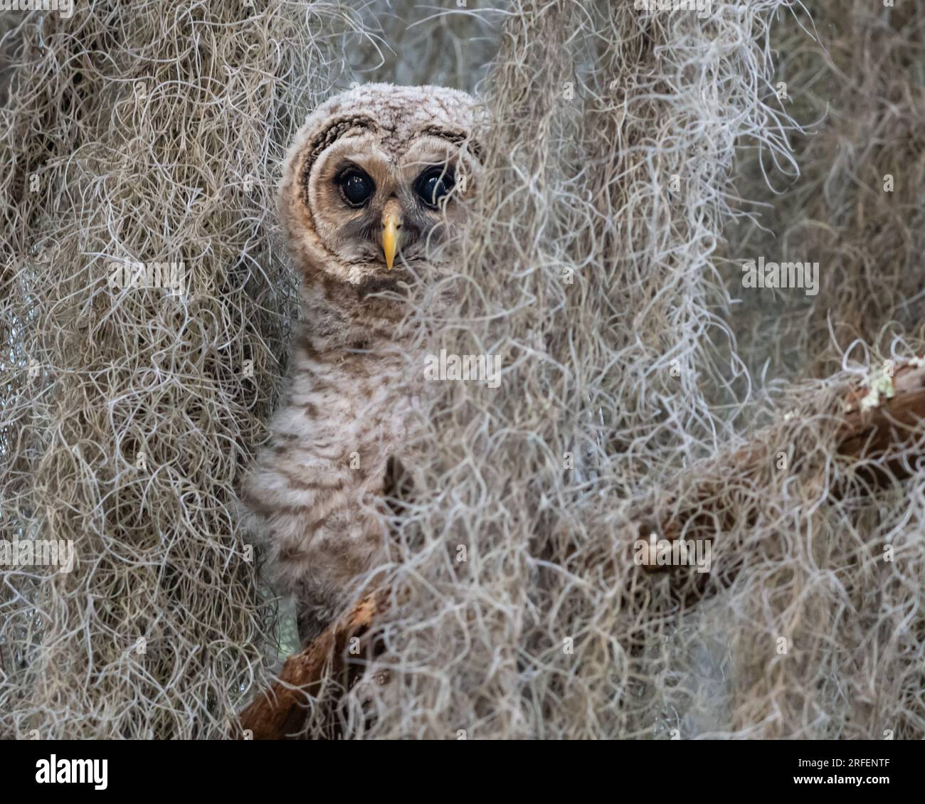 Barred owl hiding behind Spanish moss, Suwannee Canal, in the ...
