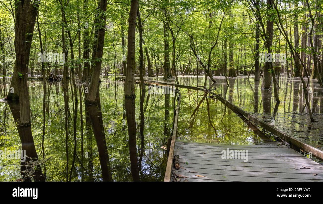 Congaree national park hi-res stock photography and images - Alamy