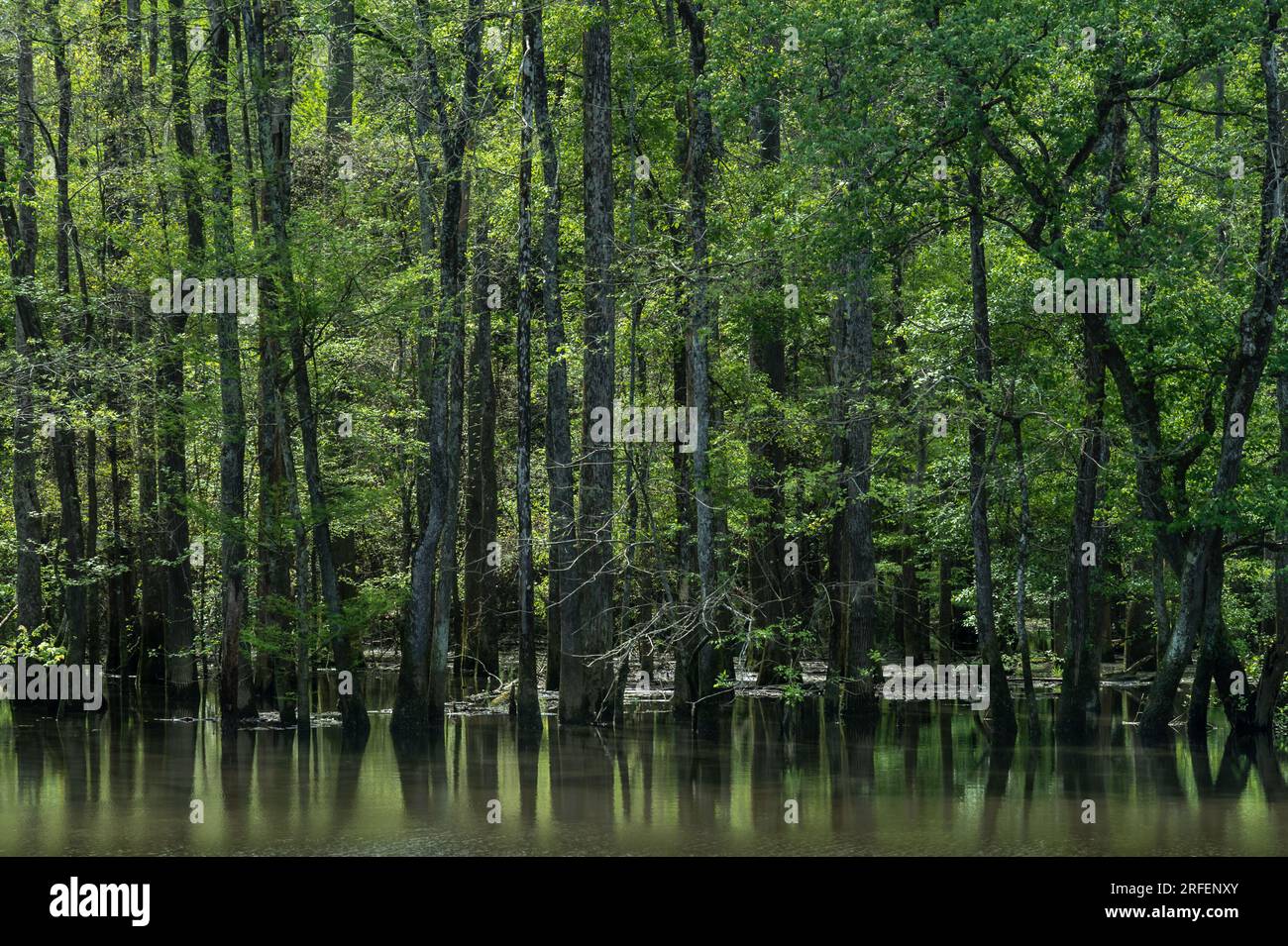 Water tupelo hi-res stock photography and images - Alamy