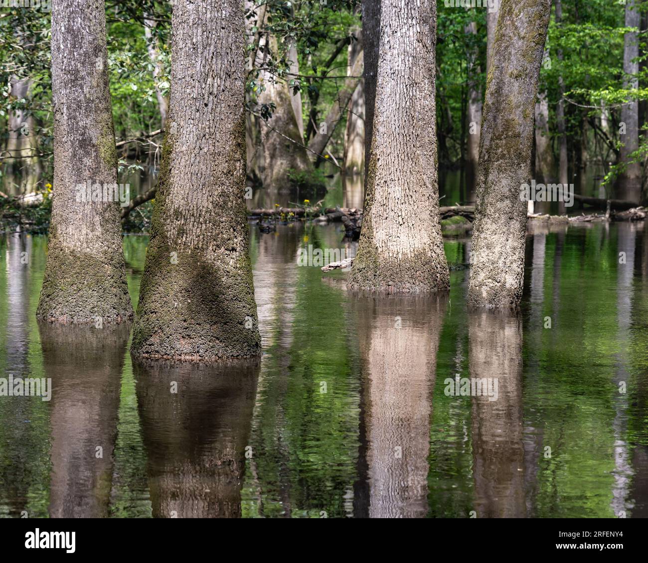 Water tupelo hi-res stock photography and images - Alamy
