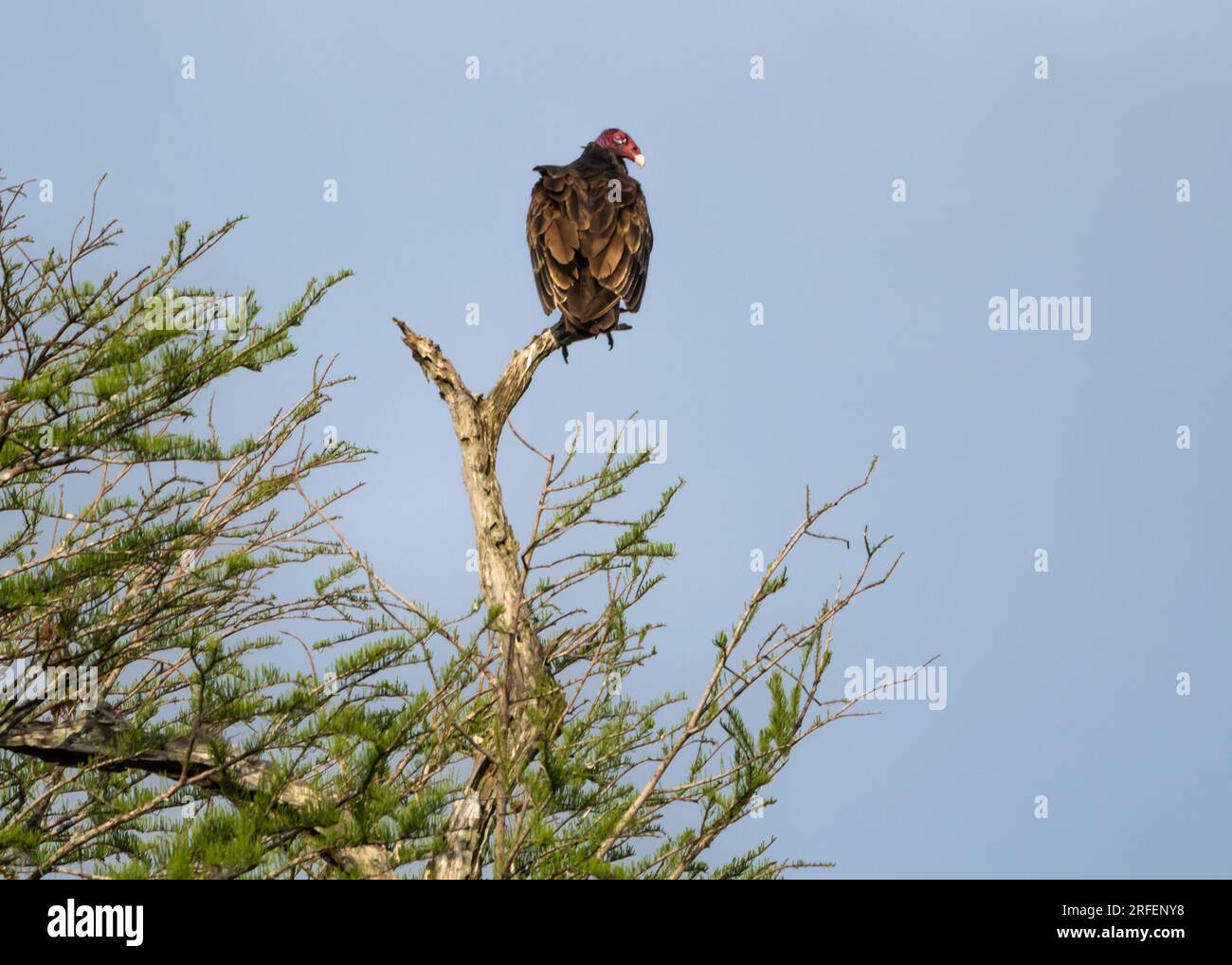 Turkey vulture, in the Okefenokee National Wildlife Refuge, Georgia ...