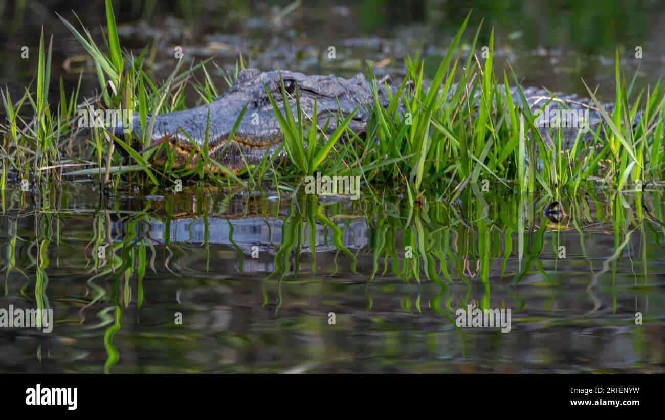 Partially concealed American alligator, in the Okefenokee National ...