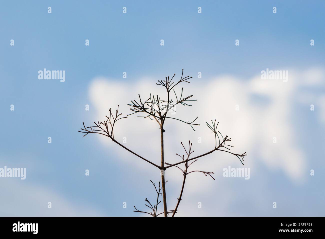 Tree branch against blue hi-res stock photography and images - Alamy