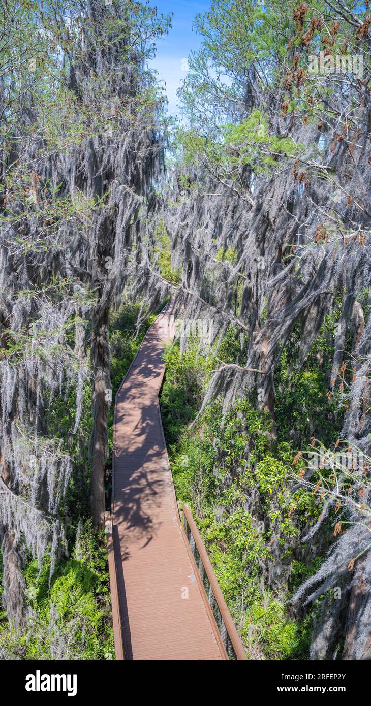 Boardwalk among Spanish moss-draped trees, in the Okefenokee National ...