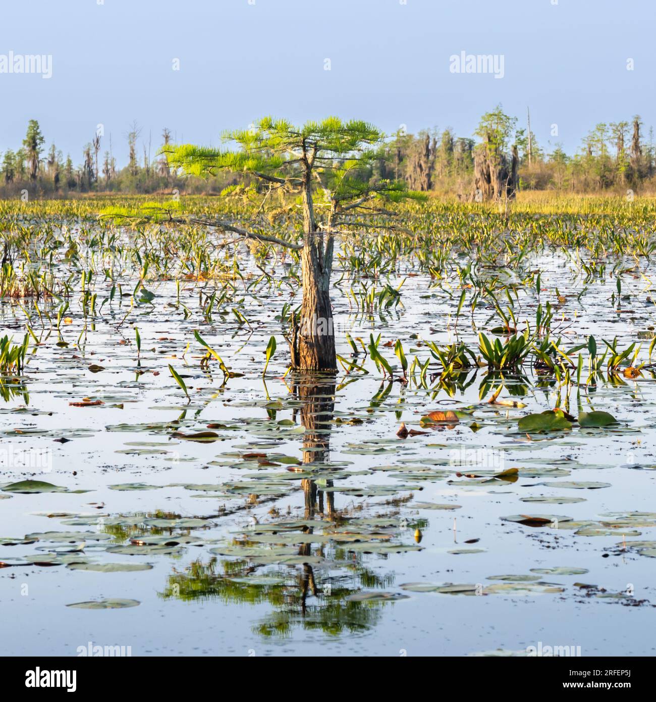 Swamp road georgia hi-res stock photography and images - Alamy