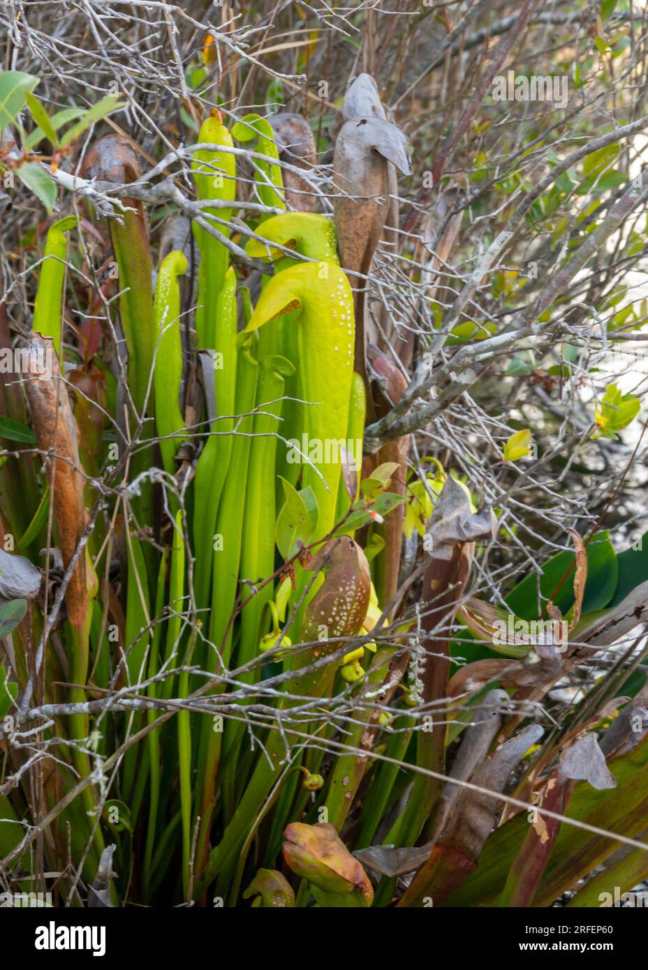 Carnivorous Hooded Pitcher Plant, in the Okefenokee National Wildlife ...