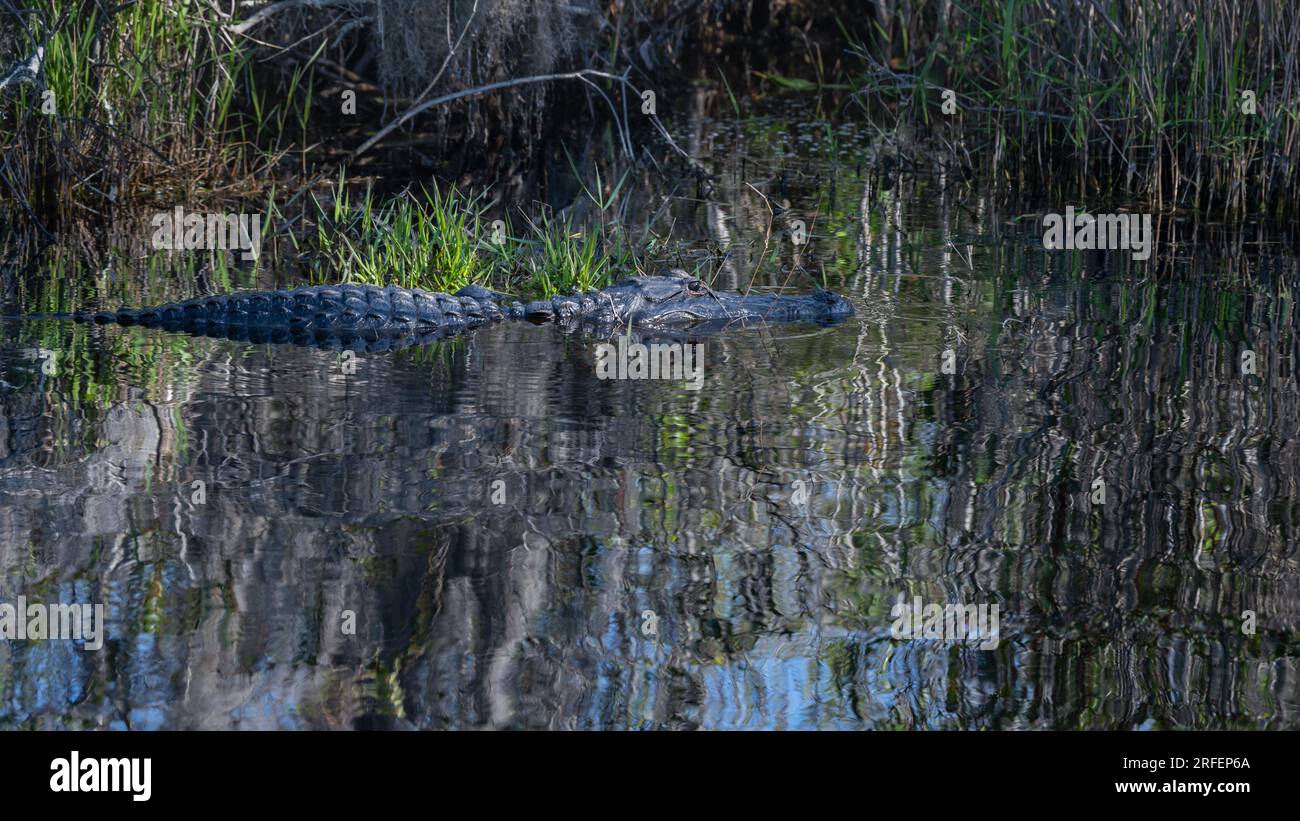 Partially submerged American alligator, in the Okefenokee National ...
