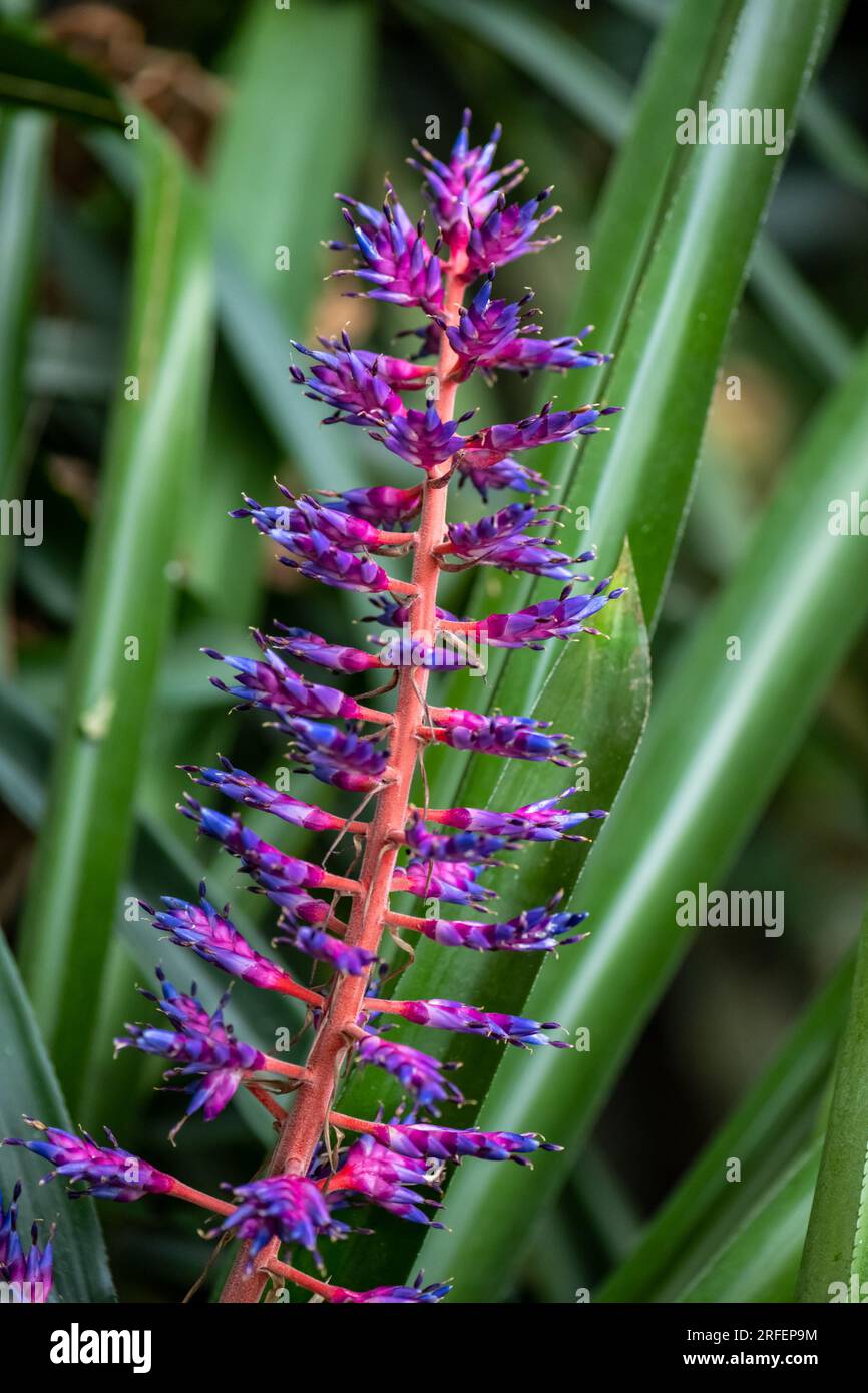 Aechmea (a.k.a. Blue Tango) bromeliad, at the Opryland Hotel, Nashville ...