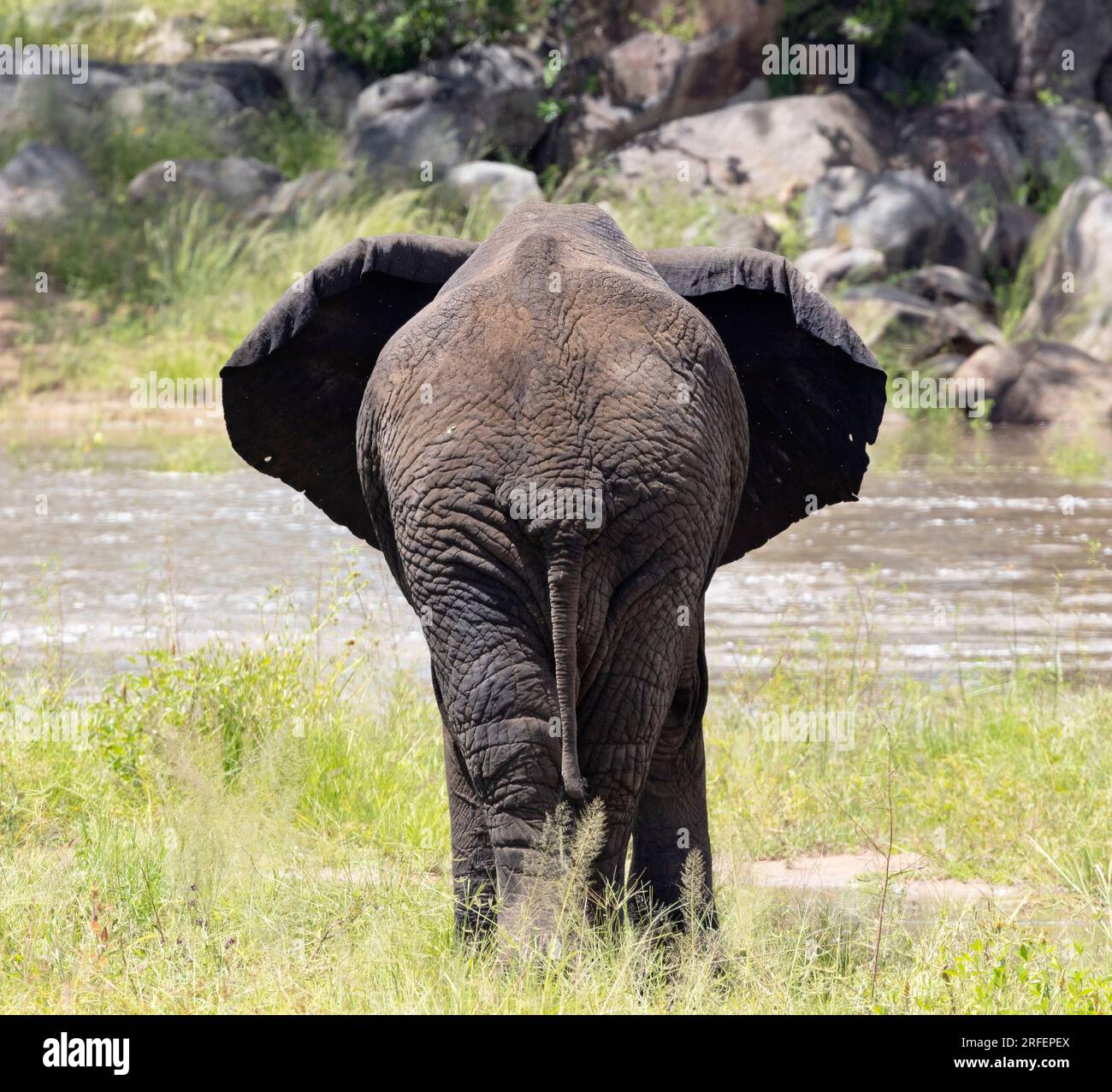 A solitary bull Elephant relaxes and eats lush vegetation on an island ...