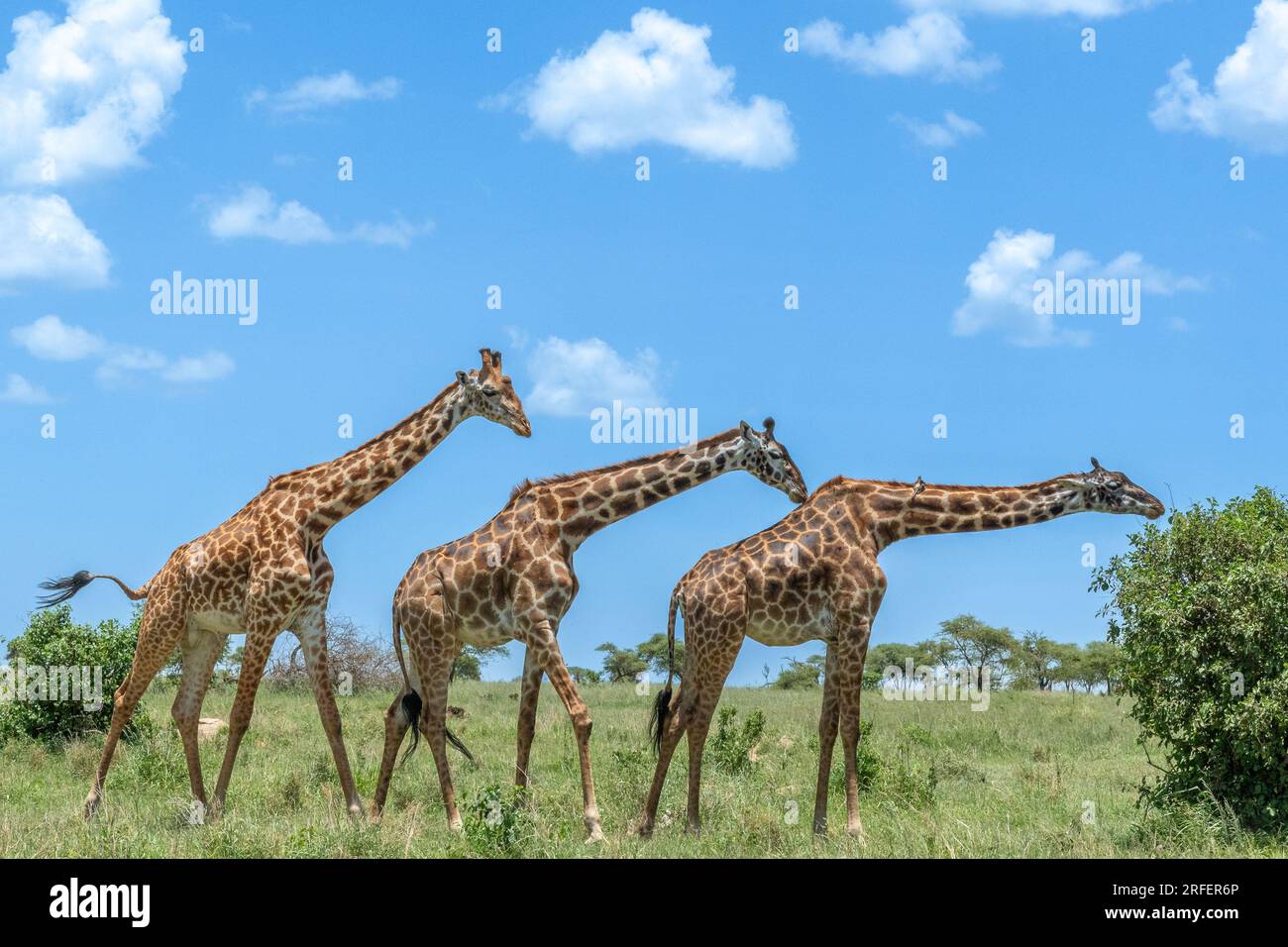 Giraffe Train. Serengeti, Tanzania: MAGNIFICENT images show three ...
