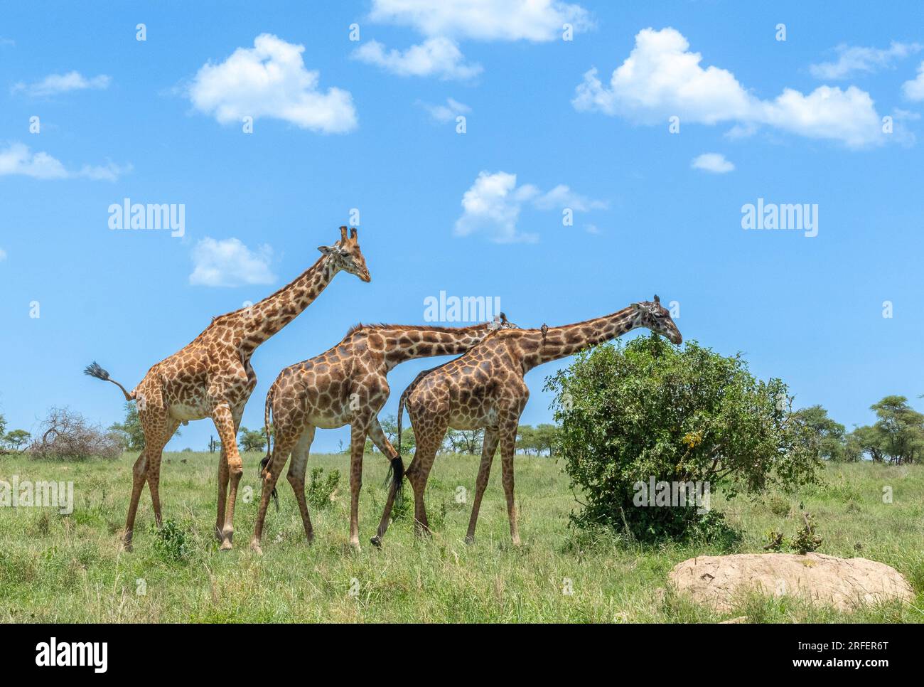Giraffe Train. Serengeti, Tanzania: MAGNIFICENT images show three ...
