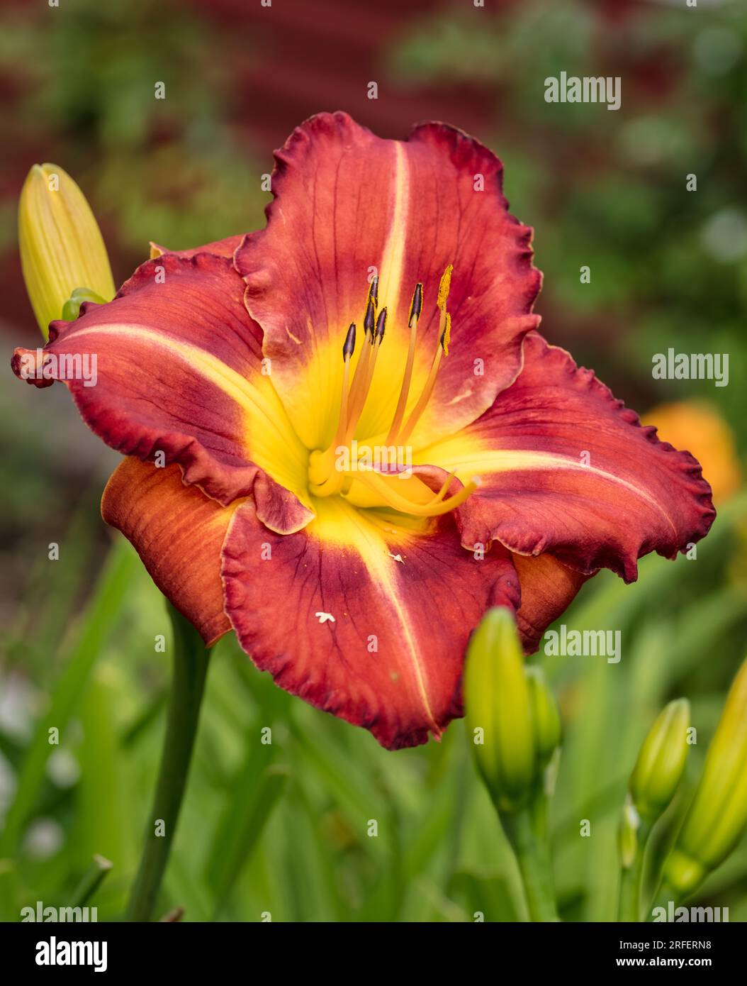 'Stonehill Ruby Delight' Daylily, Daglilja (Hemerocallis Stock Photo ...