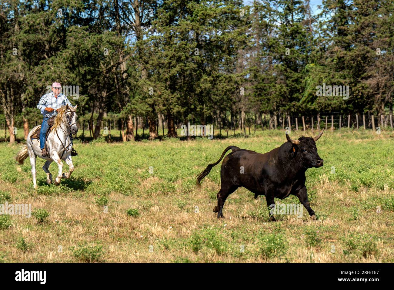 France, Gard, Generac, manade Cuille Stock Photo - Alamy