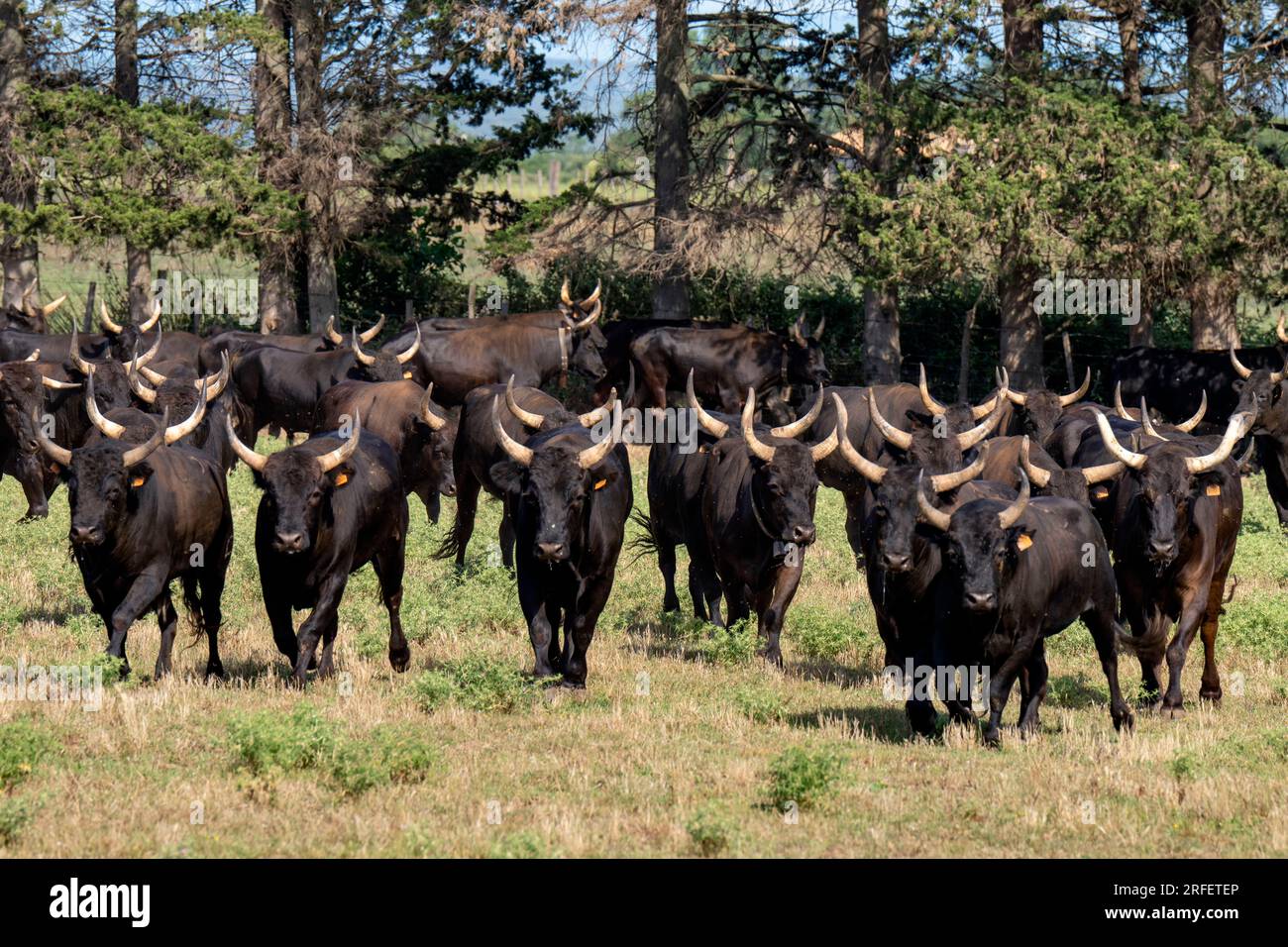 France, Gard, Generac, manade Cuille Stock Photo - Alamy